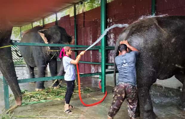 From Delhi: Taj Mahal Sunrise Tour with Elephant SOS Center | GetYourGuide