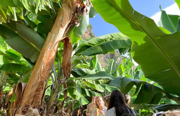 Madeira: Banana Plantation Guided Tour with Tasting | GetYourGuide