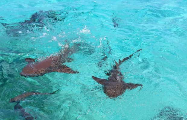 Roatan: Nurse Shark Snorkeling Adventure at Pigeon Cay | GetYourGuide