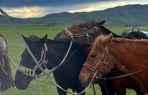 Ulaanbaatar: Orkhon Valley 8-Day Horse Trek & Cultural Tour | GetYourGuide