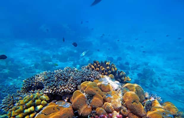 Mnemba Island: Snorkeling Dolphin Watching tropical paradise | GetYourGuide