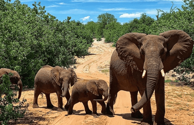 Kasane: 3-Day Chobe Big Five Safari at Two Rivers Hotel | GetYourGuide