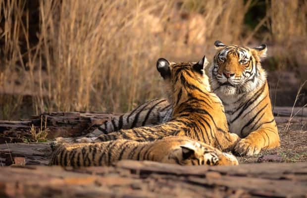 From Jaipur: Ranthambore Tiger National Park Tour (02 Days) | GetYourGuide