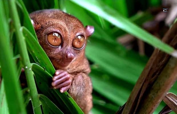 Iz Cebuja: Ekskluzivni ogled podeželja Bohol in samopostrežno kosilo ...