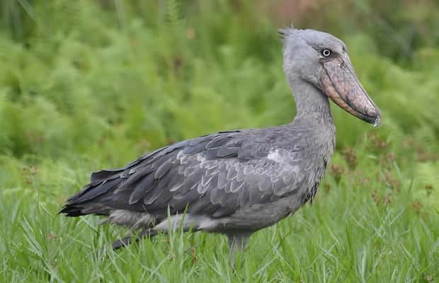 Entebbe: Mabamba Shoebill Wetland & Equator Island Tour | GetYourGuide