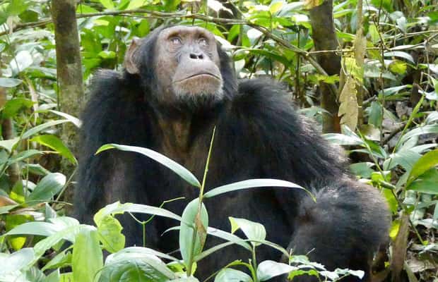 3-Days Chimps Tracking with Custom Pick ups and drops | GetYourGuide