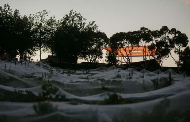 วันสำคัญของ Moorilla ที่ Mona - ชิมไวน์และรับประทานอาหารกลางวัน | GetYourGuide