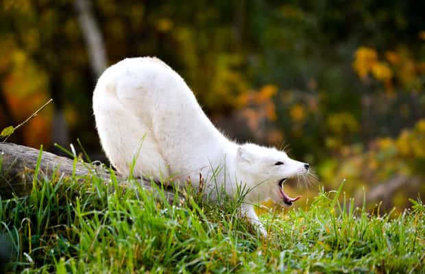 Montreal: Ecomuseum Zoo Entry Ticket | GetYourGuide