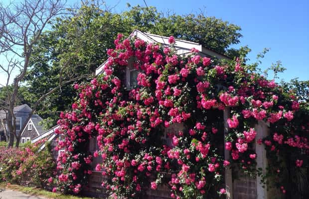 Nantucket: Historical Landmarks Sightseeing Bus Tour | GetYourGuide