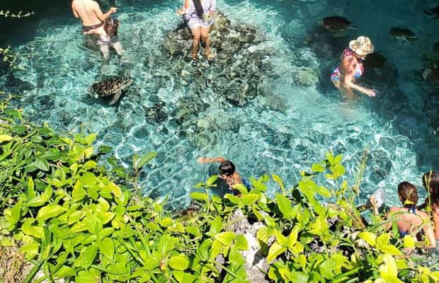 ZANZIBAR: Jozani Forest and Turtle Sanctuary Tour | GetYourGuide