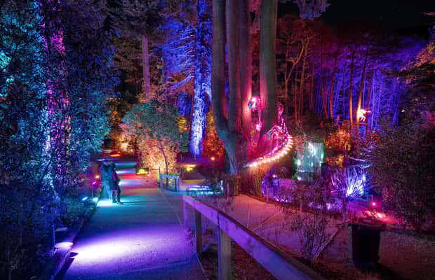 Queenstown: Whimsical Sensory Night Walk at LUMA Enchanted | GetYourGuide