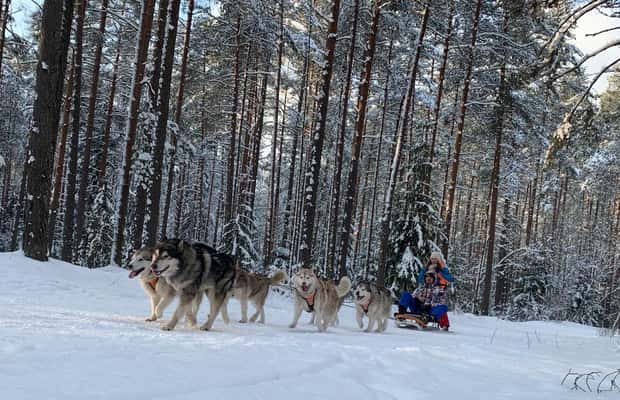 From Riga: Husky Sledding or Wheel Kart Tour | GetYourGuide