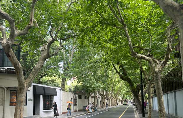 Shanghai: French Concession Jogging and Walking Tour | GetYourGuide