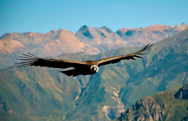 From Arequipa: Colca Canyon Full Day + thermal waters | GetYourGuide