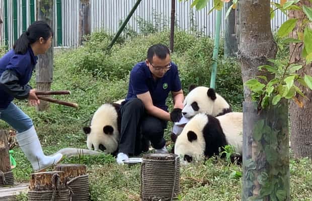 Chengdu: Freiwilligentag in der Panda-Station Dujiangyan | GetYourGuide