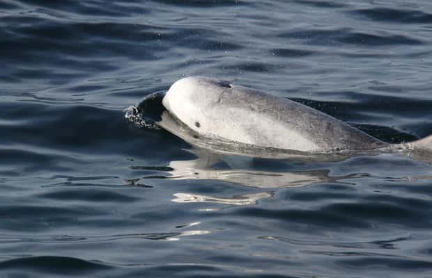 San Diego Bay: Year-round Whale Watching and Dolphin Tour | GetYourGuide
