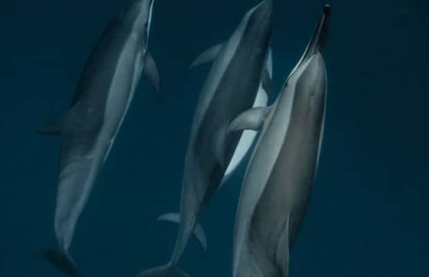 Mauritius Le Morne: Eco-Friendly Dolphin Watching Tour | GetYourGuide