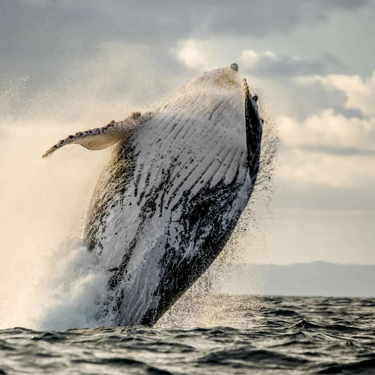 ¿Qué hacer en Maui en diciembre? ¡7 cosas emocionantes que puedes hacer!