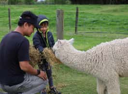 Silverstream Alpaca Farm Tour with Feeding and Guide | GetYourGuide