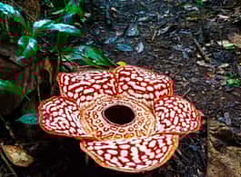 Tambunan: Rafflesia Flower Trekking with Rustic Lunch | GetYourGuide