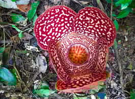 Tambunan: Rafflesia Flower Trekking with Rustic Lunch | GetYourGuide