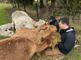 Silverstream Alpaca Farm Tour with Feeding and Guide | GetYourGuide