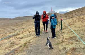 Penguin Expedition: Sail to Isla Marta and Isla Magdalena from Punta Arenas | GetYourGuide