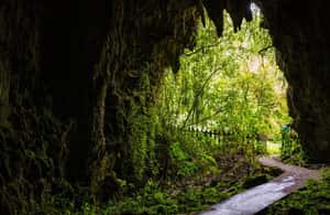 Passeio de um dia às grutas de Waitomo Glowworm em pequenos grupos a ...