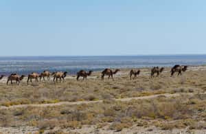 De Khiva al Mar de Aral 2 Días Una Noche En Yurta | GetYourGuide
