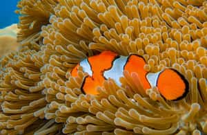 Krabi: Surin Islands Speedboat Tour with Meals | GetYourGuide