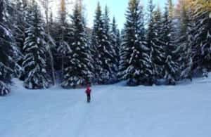 Cogne – snowshoeing in the enchanted forest | GetYourGuide