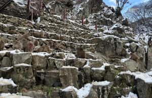 Nagano: Snow Monkey Private Day Tour with Driver from Tokyo | GetYourGuide