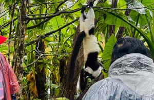Antananarivo: Andasibe National Park Day Trip with Lemurs | GetYourGuide