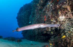 Lanzarote: SSI Scuba Diver Course with 2 Ocean Dives | GetYourGuide