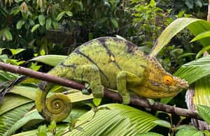 Antananarivo: Andasibe National Park Day Trip with Lemurs | GetYourGuide