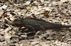 A day at sea to discover the lagoons of the Îlets du François ...
