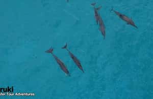 Vanuatu: Tanna Coffee Factory Tour and Pele Island Trip | GetYourGuide