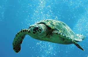 Waikoloa : aventure en catamaran avec snorkeling et déjeuner | GetYourGuide