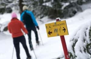 Cogne – snowshoeing in the enchanted forest | GetYourGuide