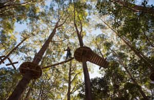 Coffs Harbour: Treetops Adventure Tree Ropes Course | GetYourGuide