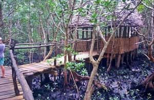Zanzibar: Masingini Forest Hike and Herbal Healing Tour | GetYourGuide