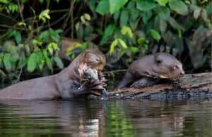 Puerto Maldonado: Amazon River Otters Adventure | GetYourGuide