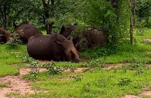 Rhino Guardians Safari: A Guided Conservation Game Drive | GetYourGuide