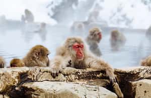 Nagano: Snow Monkey Private Day Tour with Driver from Tokyo | GetYourGuide