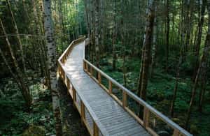 Squamish Canyon: Entry Ticket | GetYourGuide