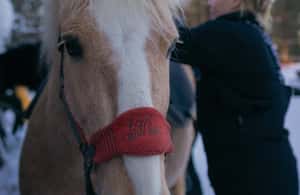 Rovaniemi: Forest Horseback Riding Tour with Transfers | GetYourGuide