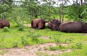 Rhino Guardians Safari: A Guided Conservation Game Drive | GetYourGuide