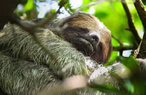 Wildlife Floating Boat Tour-Bijagua | GetYourGuide