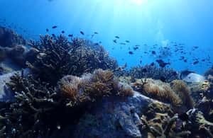 Pattaya: 3-Day Open Water Scuba Diving Certification | GetYourGuide