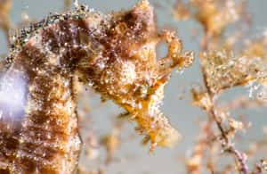 Lanzarote: SSI Scuba Diver Course with 2 Ocean Dives | GetYourGuide